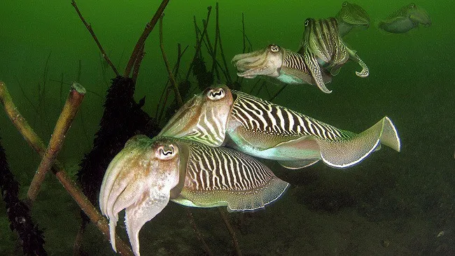Duikers spotten mooiste inktvis van Nederland in water Oosterschelde