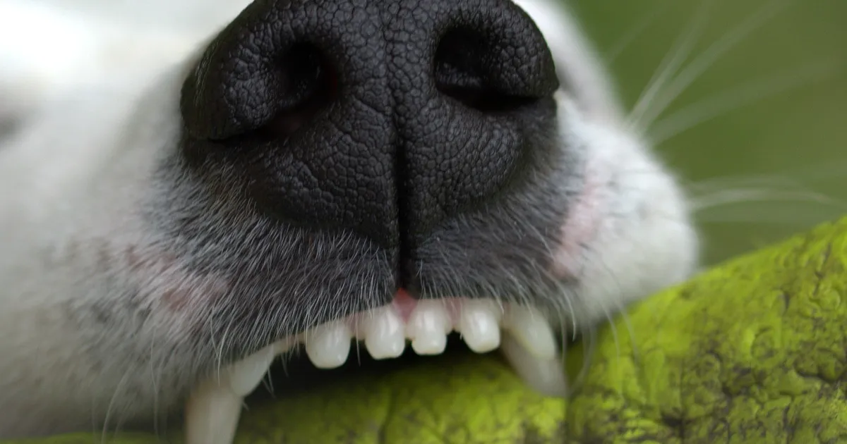 Veel honden en katten hebben slecht gebit