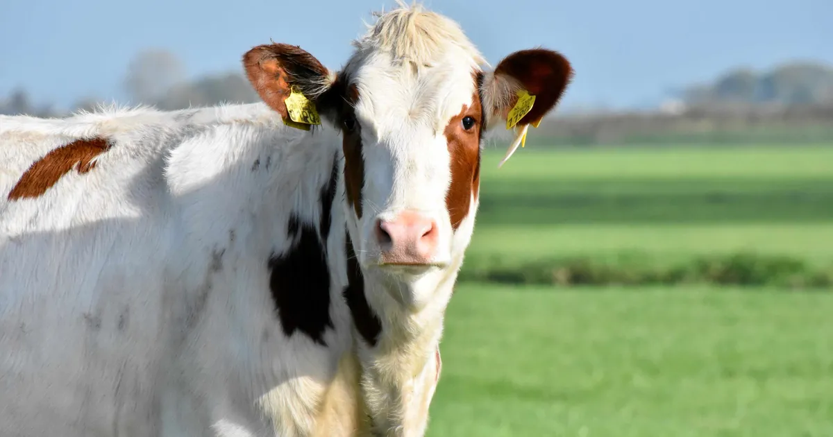 CDA: Zuid-Hollandse PAS-melders krijgen maar geen duidelijkheid