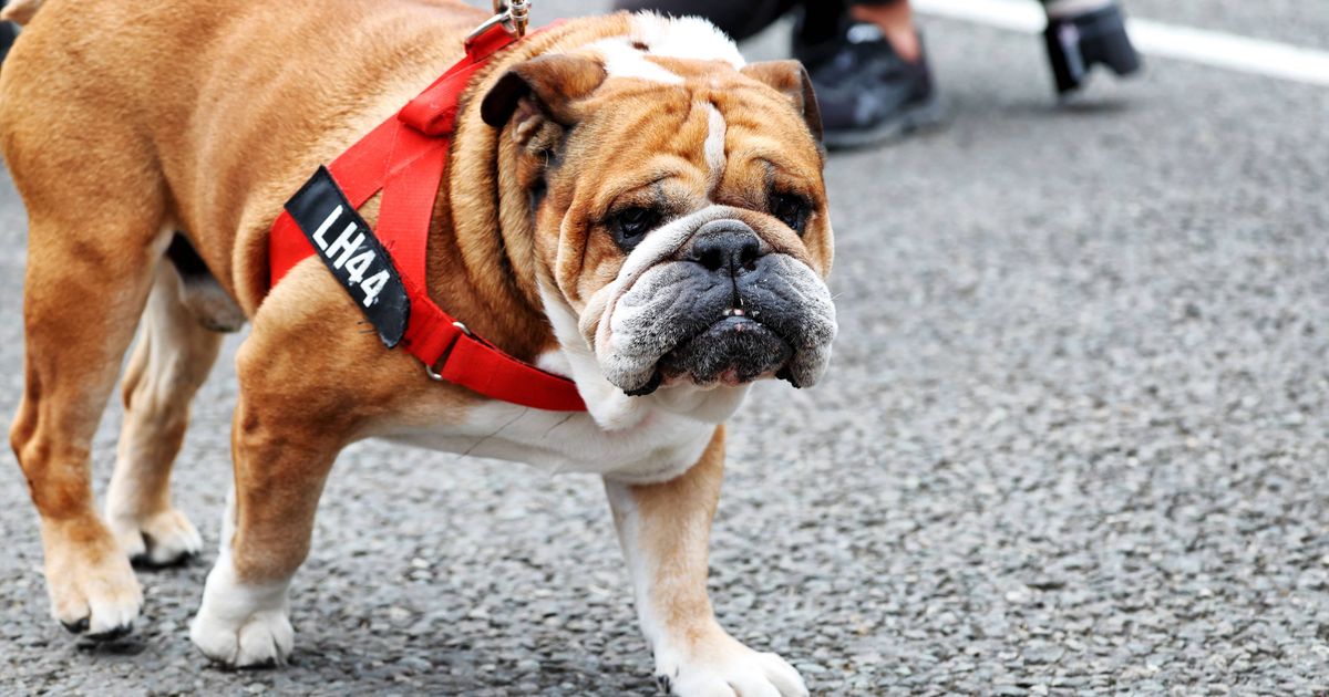 Hamilton shares heartbreaking update on Roscoe after skipping tyre test
