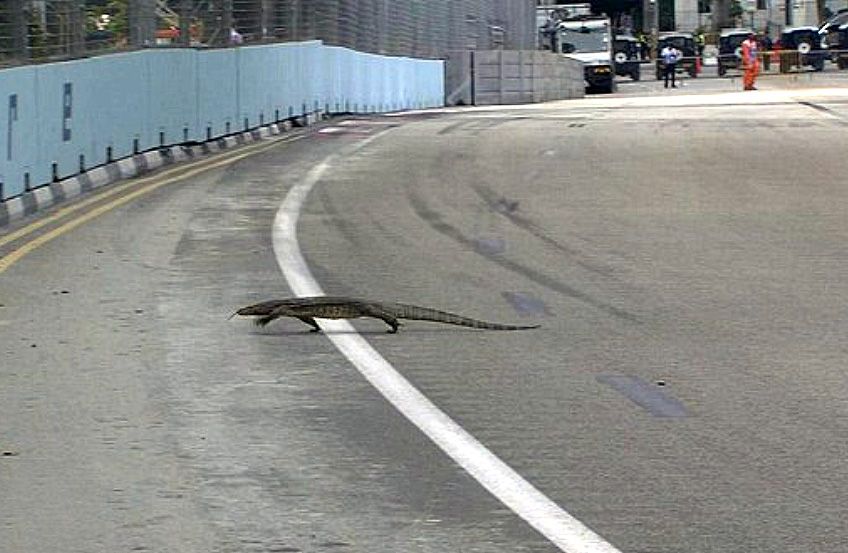 GRANDPRIX247 | Verstappen and giant lizard cross paths in Singapore