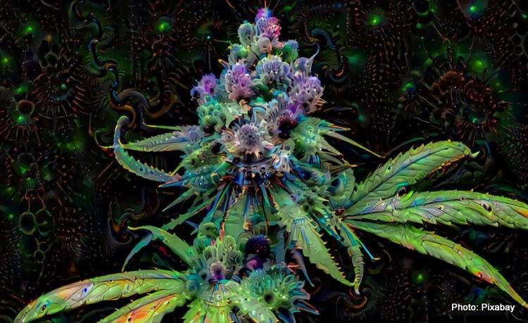 GRANDPRIX247 | Marijuana Plant Genetics: Understanding Strains and ...