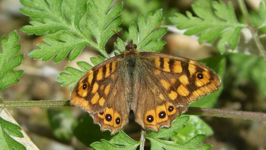 Hoe ging het met de vlinders in het vlinderjaar 2022?