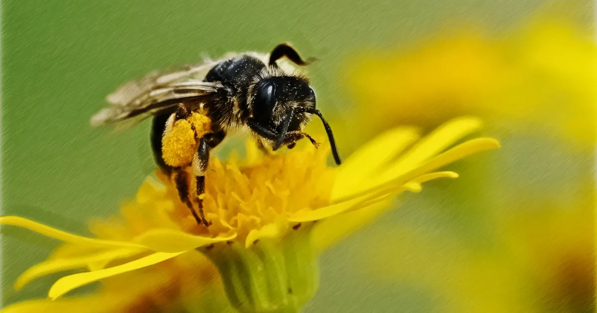Nationale bijentelling 2020