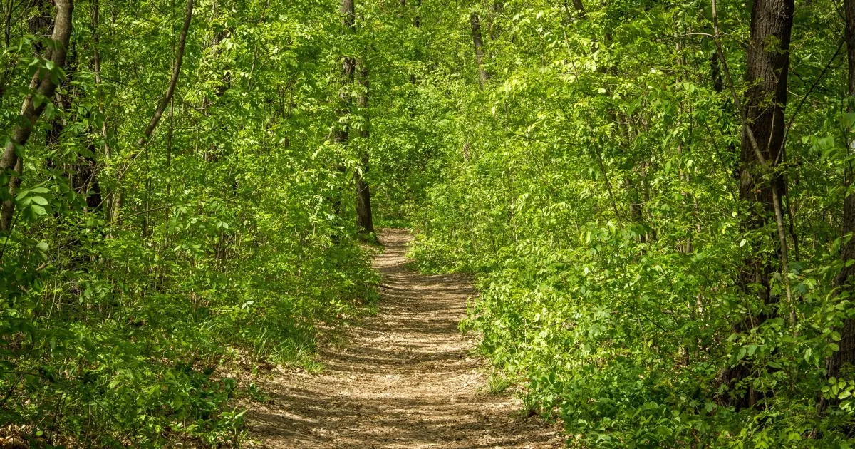 Drie nieuwe locaties voor Tiny Forests