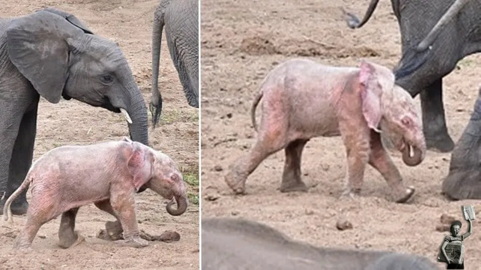 Zeldzame baby-albino olifant gespot in Afrikaans natuurreservaat