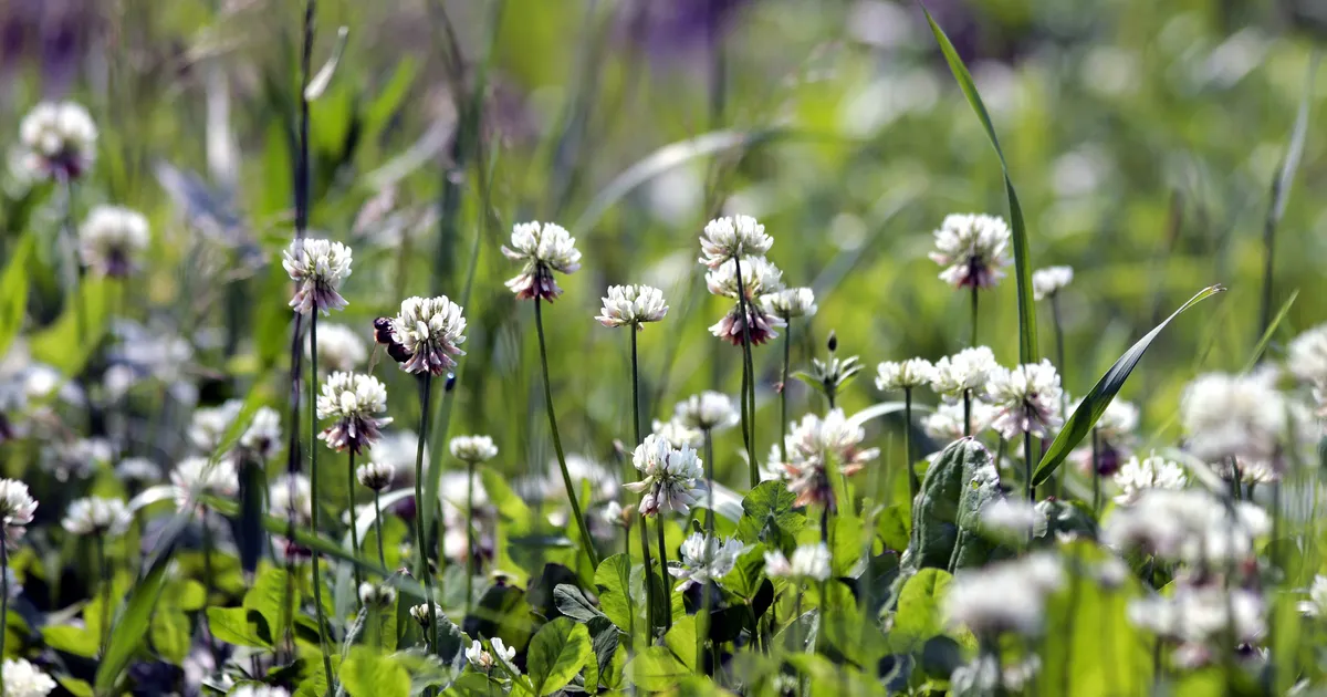 Reukgras en bijzondere bloemen in de weides van Beeckestijn