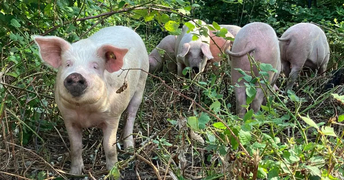 Varkens in de Schotertuin maken grond klaar voor voedselbos