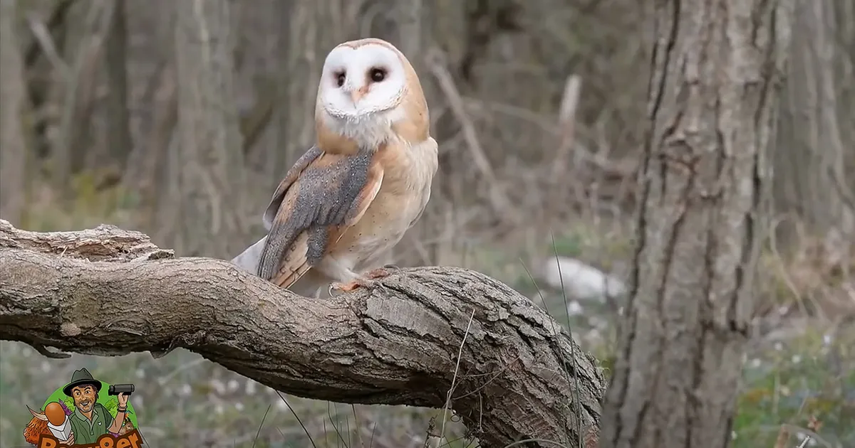 Bosw8er in de Klas – aflevering 33: Uilen in Nederland
