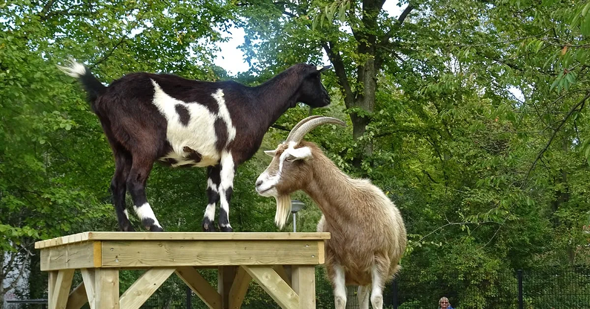 Vooruit met de geit!