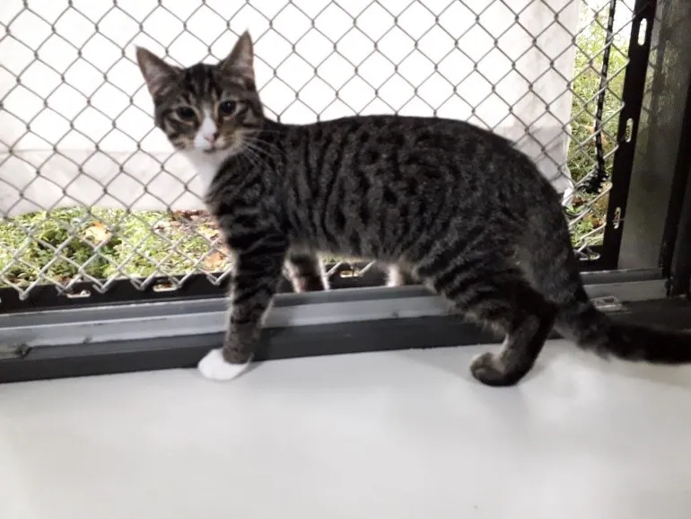 Asiel dier van de maand: Aandacht voor jonge katten