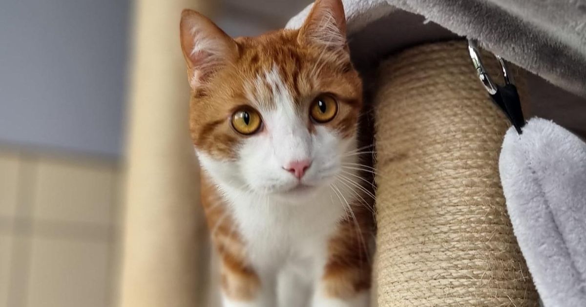 Asieldier van de maand kater Pietje Koelie