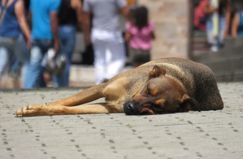 Dierenbescherming doet oproep voor steun wet aanpak dierenmishandeling