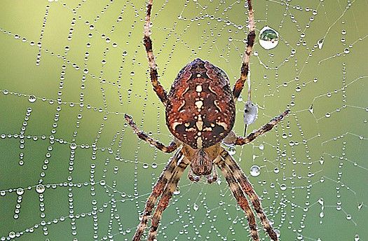 Ontdek de fascinerende wereld van spinnen