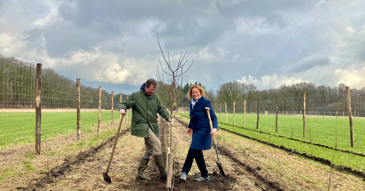 Houtsingels na 72 jaar terug op de grote akker van de Pessaert