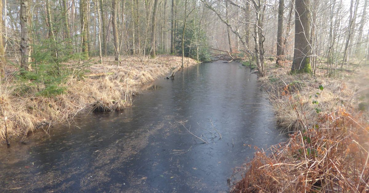 Wandeling door deel van het Nationaal Park De Loonse en Drunense Duinen