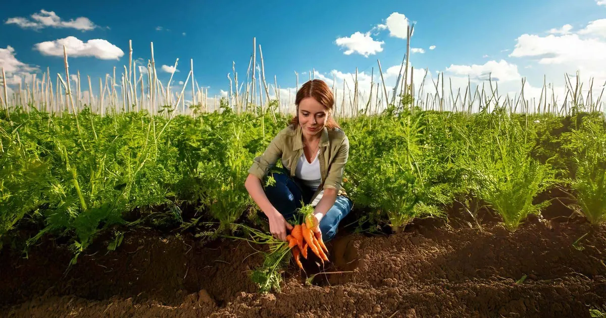 Lezing: Hoe start en onderhoud ik mijn eigen moestuin?