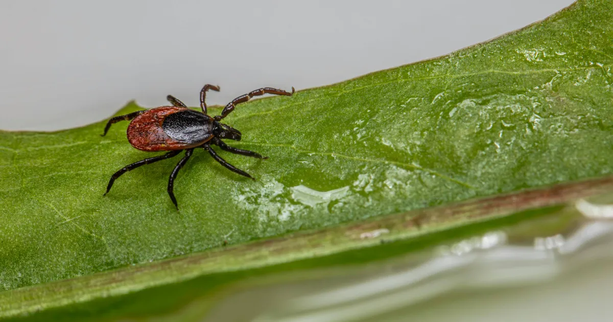 Flink meer meldingen van tekenbeten