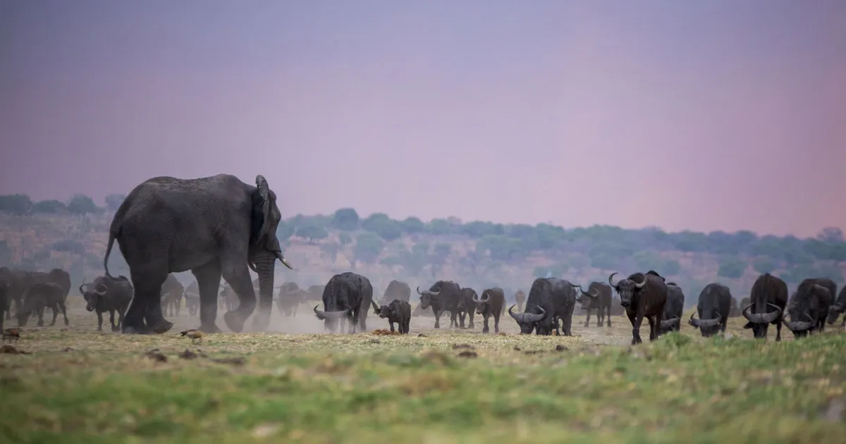Botswana wil 20.000 olifanten doden door ernstige droogte
