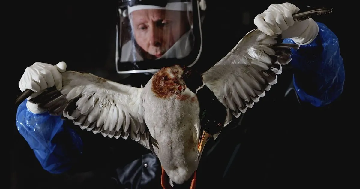 Opnieuw dode door vogelgriep-uitbraak