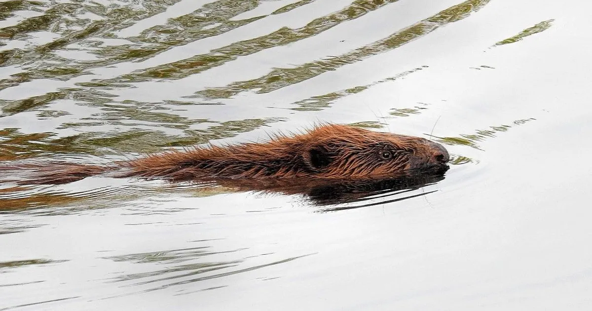 Bever gespot in de Leidse Rijn