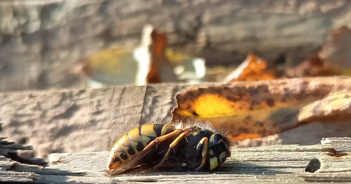 Bijzonder goed wespenjaar verwacht na het Jaar van de wesp