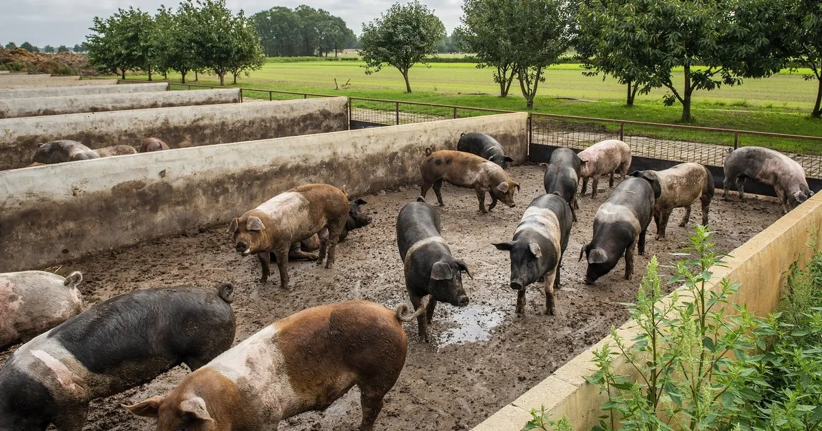 Vijfentwintig jaar Livar: open dag bij boerderij in Hunsel