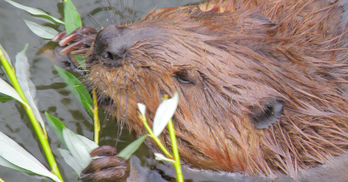 Bever heeft een imagoprobleem