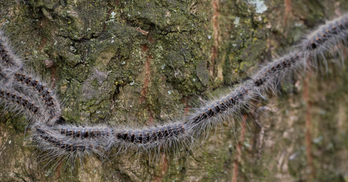 Meer geld nodig voor bestrijding van eikenprocessierups