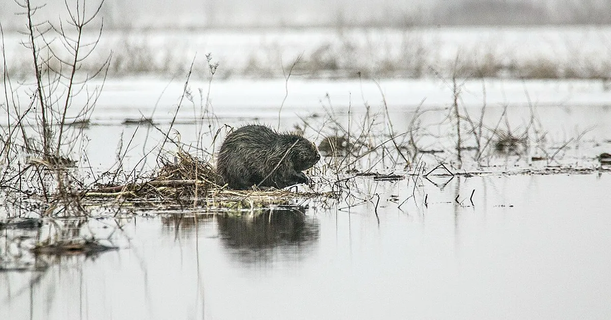 De bever: landschapsarchitect en sloper