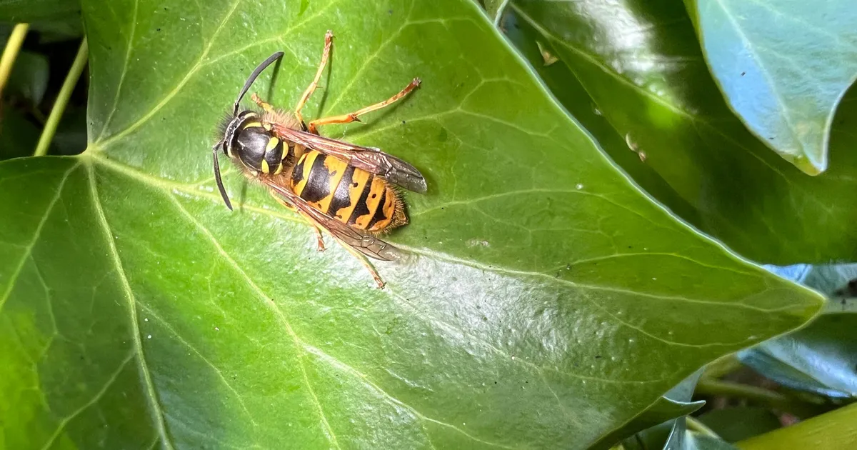 Zijn er meer wespen dit jaar? Ontdek het zelf en doe mee met de ...