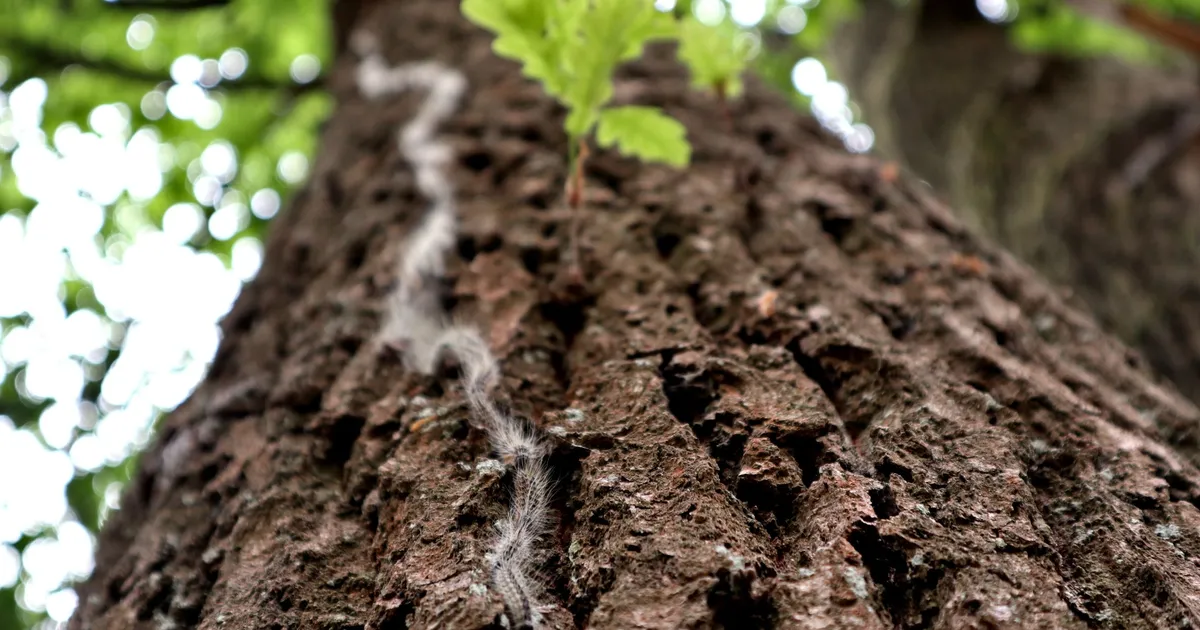 Eikenprocessierupsen: hoe de gemeente overlast aanpakt