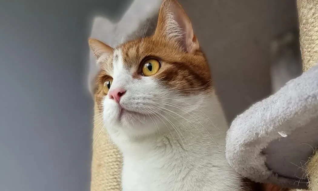 Asieldier van de maand: rood-witte kater Pietje Koelie