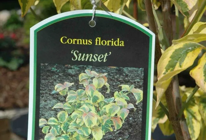 Lezing “Plantennamen zijn spannender dan je denkt” door Marco Hoffman