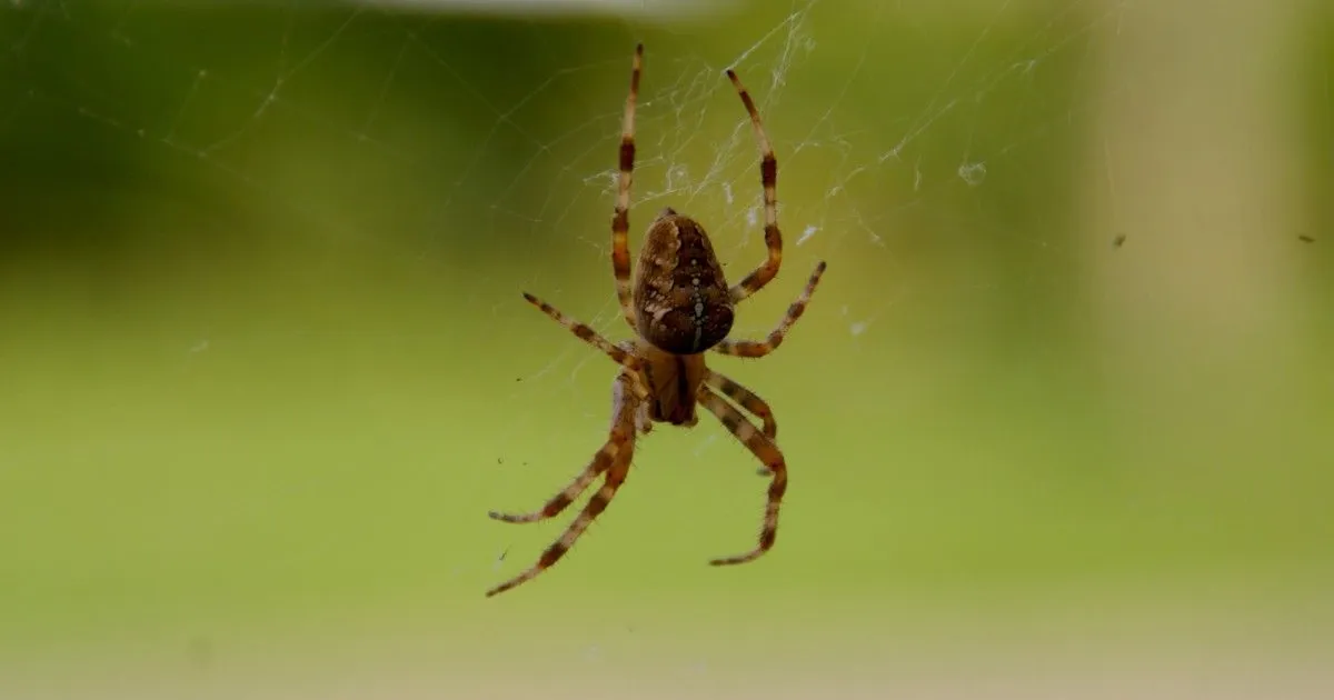 Herfst en spinnen: hoe omgaan met deze onschadelijke insectenjagers