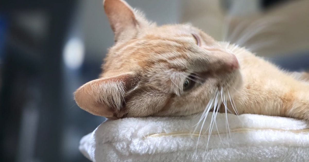 Overvolle opvang: help een kat aan een thuis