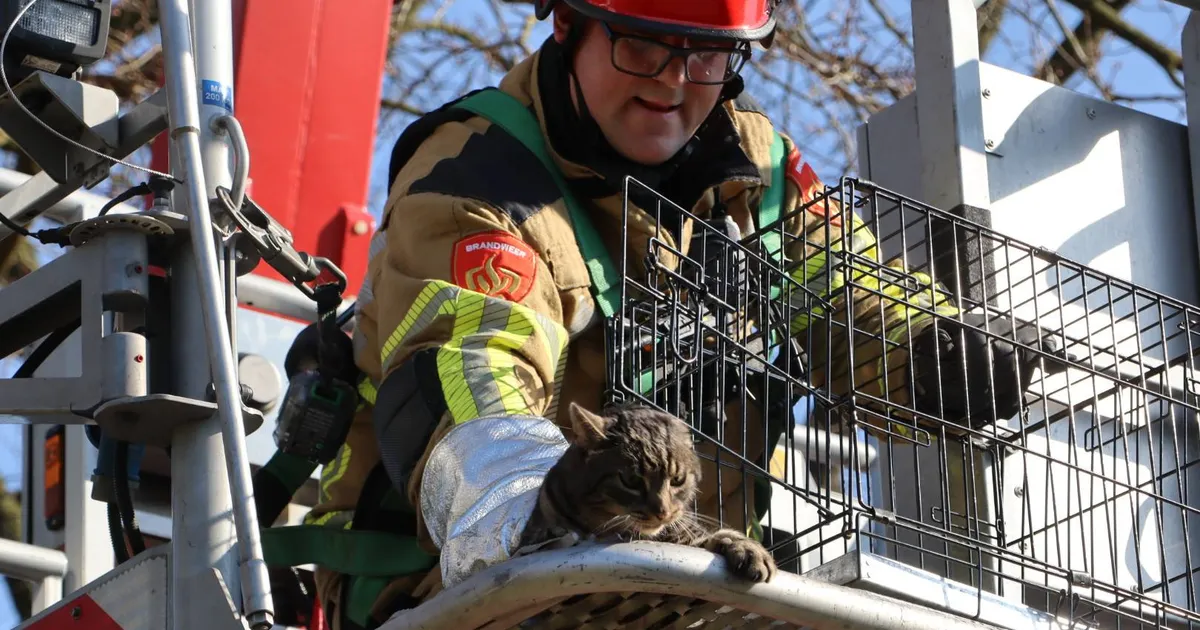 Hoogwerker ingezet om poes Twizy uit boom te redden in De Moer