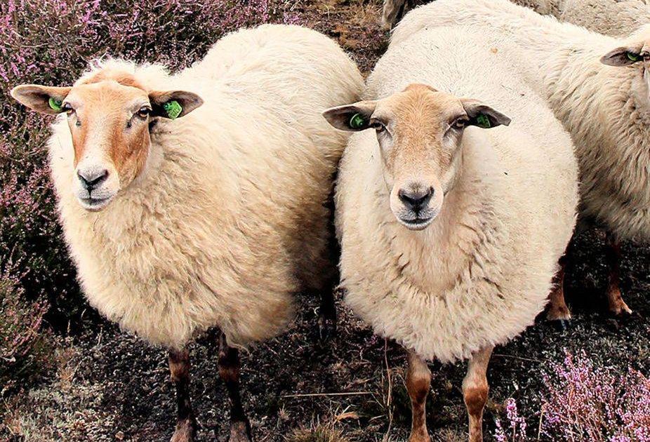 Activiteiten voor jong en oud bij ’t Blauwe Schaap tijdens Pauwelsdag
