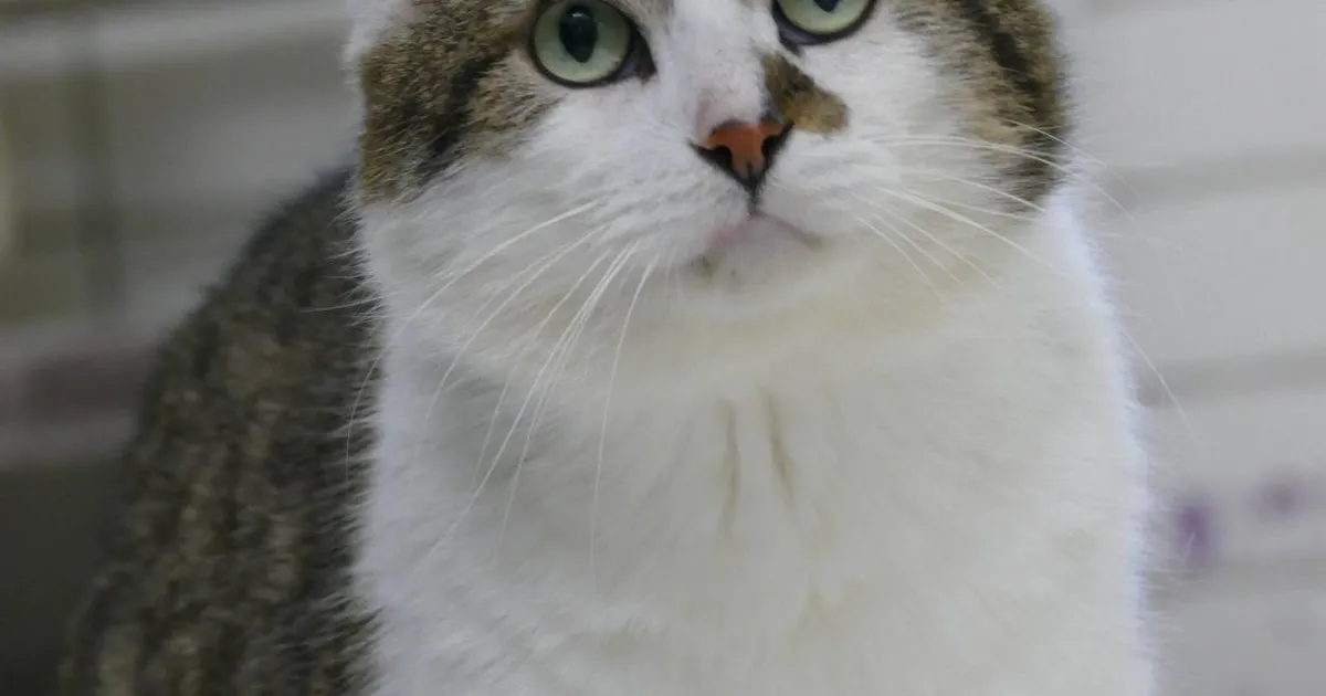 Kater Max asieldier van de week