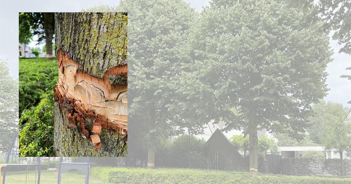 Gemeente doet aangifte vernieling twee 30-jaar oude bomen