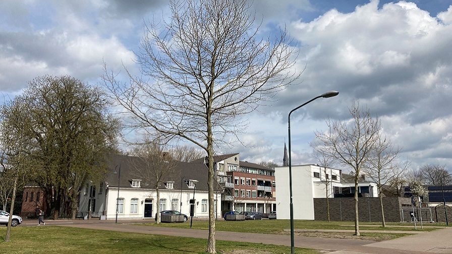 Bomen op transport