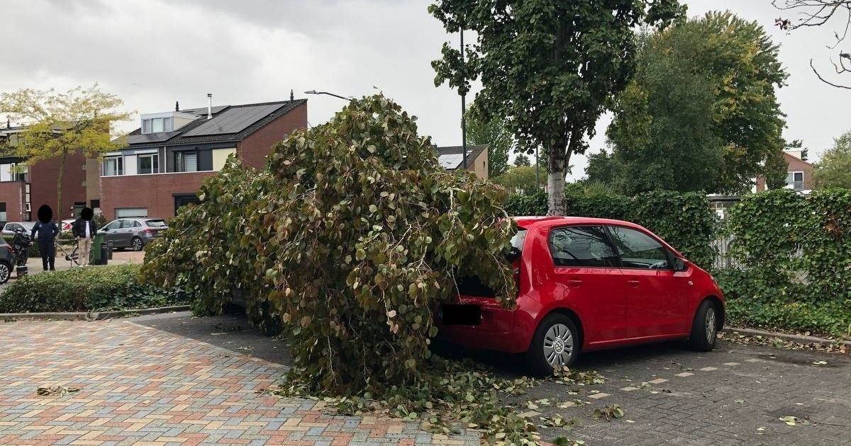 Meerdere auto's onder omvallende boom