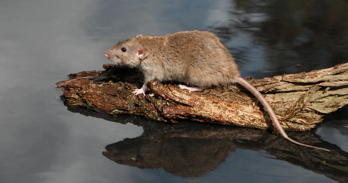 Wie weet het verschil tussen een bruine rat en een muskusrat?