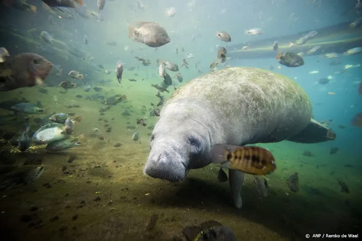 Caribische zeekoe geboren in Burgers' Zoo