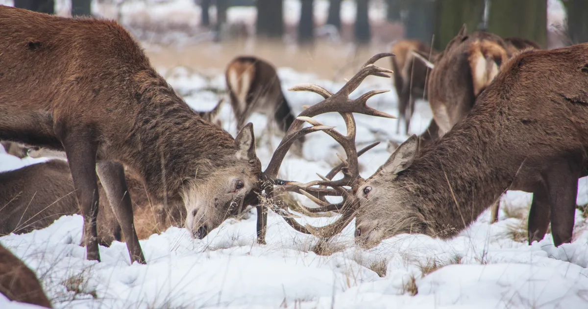 Rechtsbijstandverzekering steeds vaker gebruikt bij burenruzies