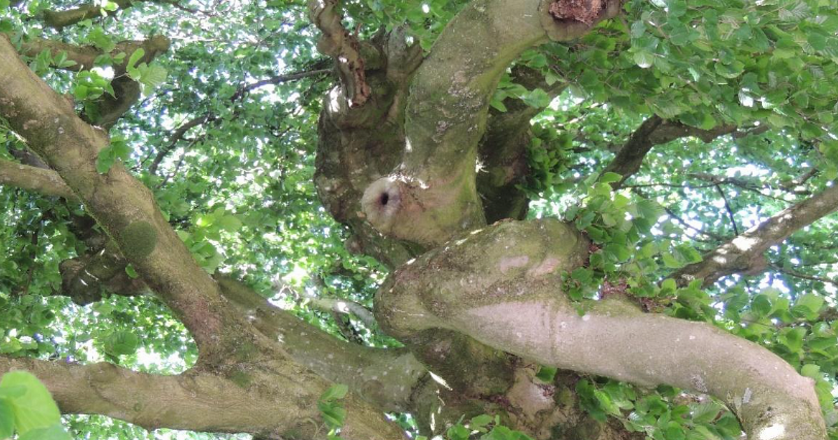 18 juli: Wandeling langs bijzondere bomen in Nijkerk