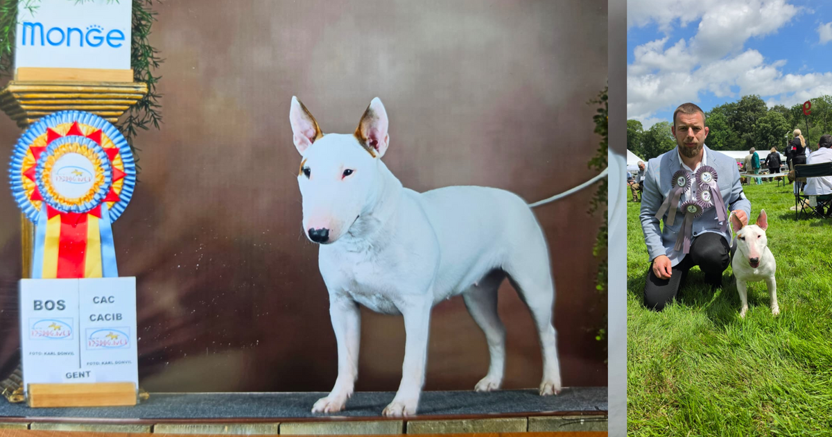 "Piggy" Ryga Bul-Corg is Belgisch Jeugdkampioen