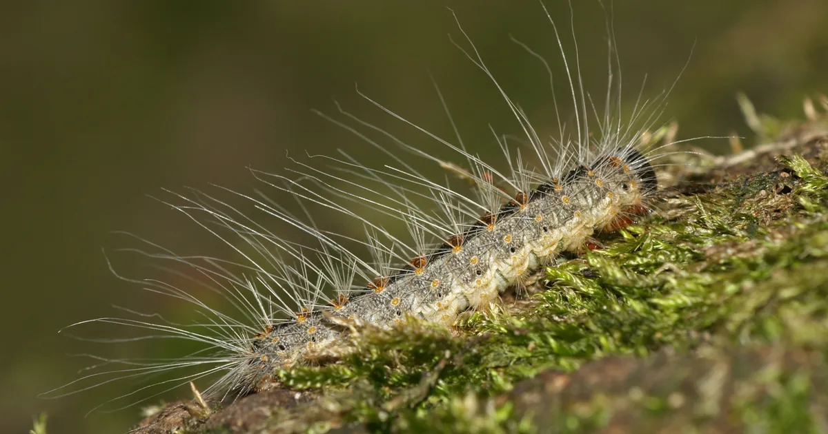 Eerste eikenprocessierupsen uit ei gekropen