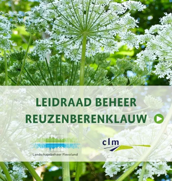 Leidraad voor bestrijding van de reuzenberenklauw