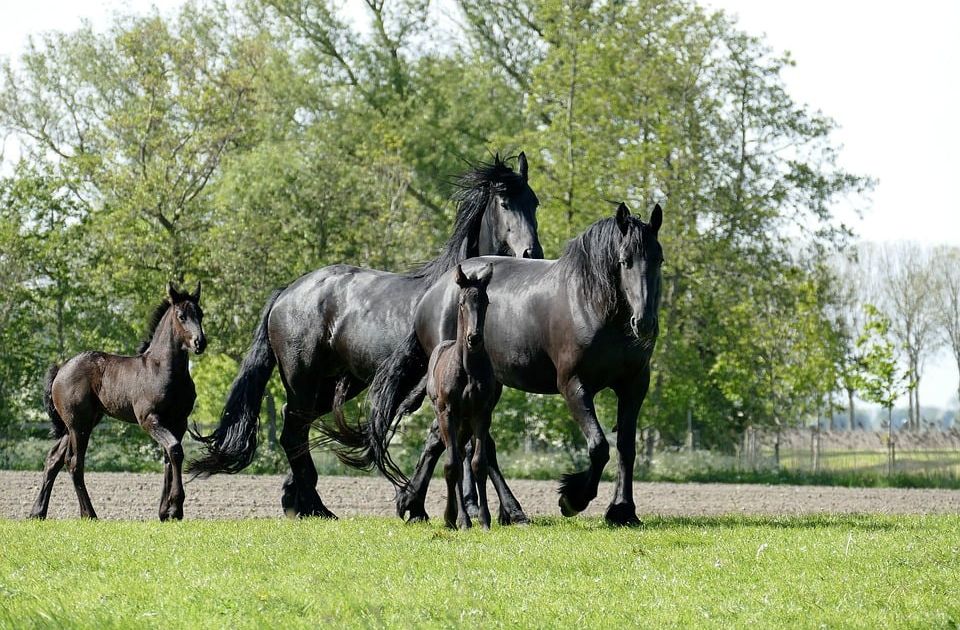 Show met Friese paarden op strand Lemmer